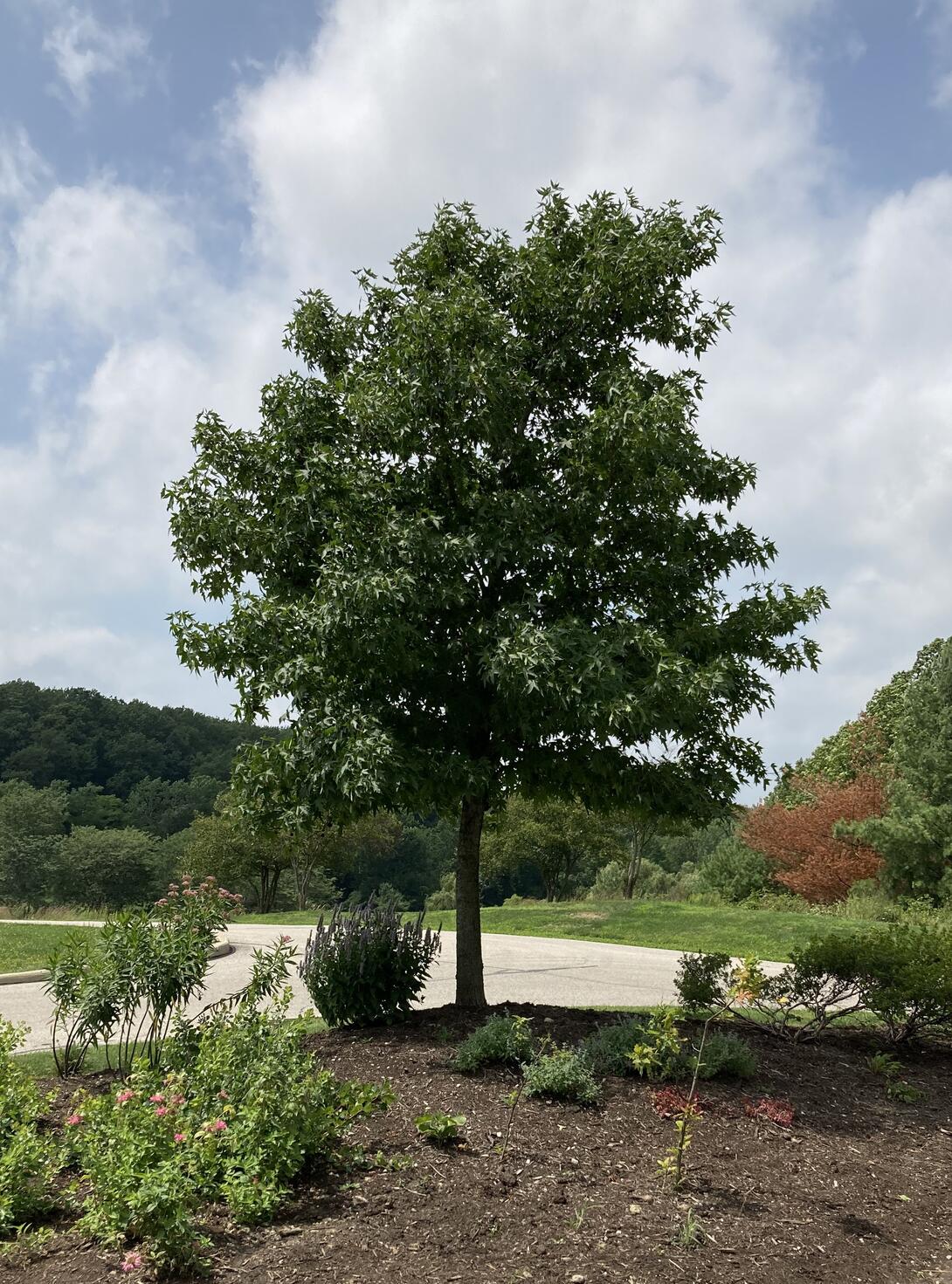 Sweetgum | CMP Tree Selection Tool